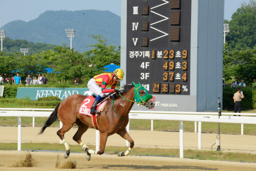 JRA 소속 '에스메랄디나', '뚝섬배' 우승 | 세계일보