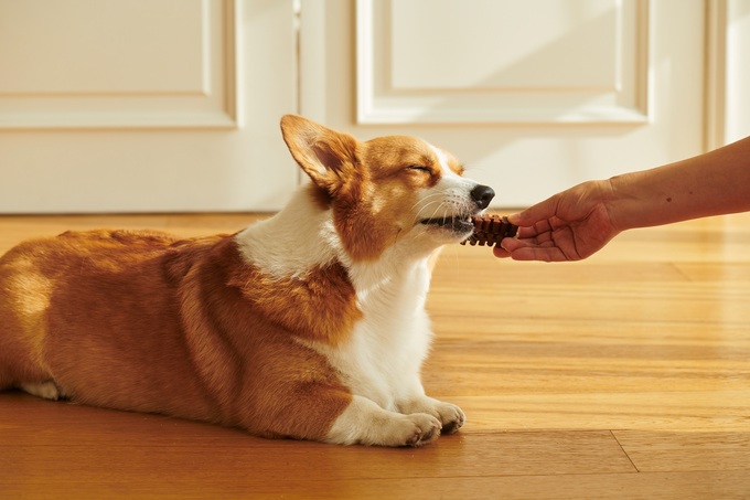 우리집 ‘VID(Very Important Dog)’ 위한 여름철 건강 관리 | 세계일보